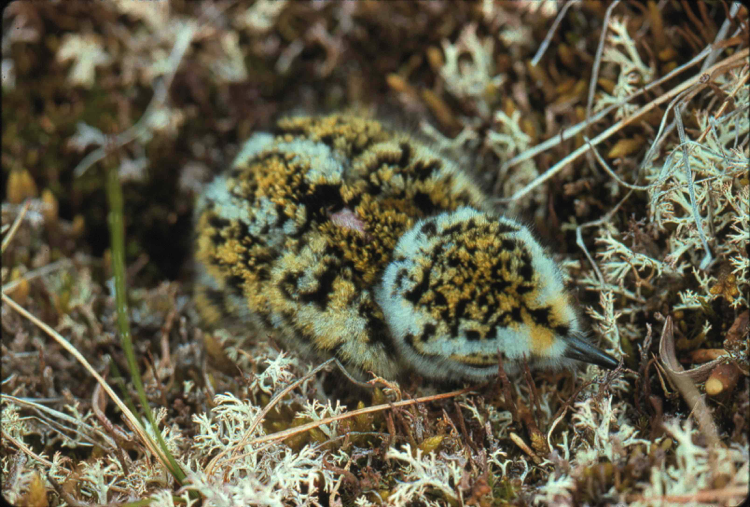 a Golden Plover chickhidden in the tundraKeewatin